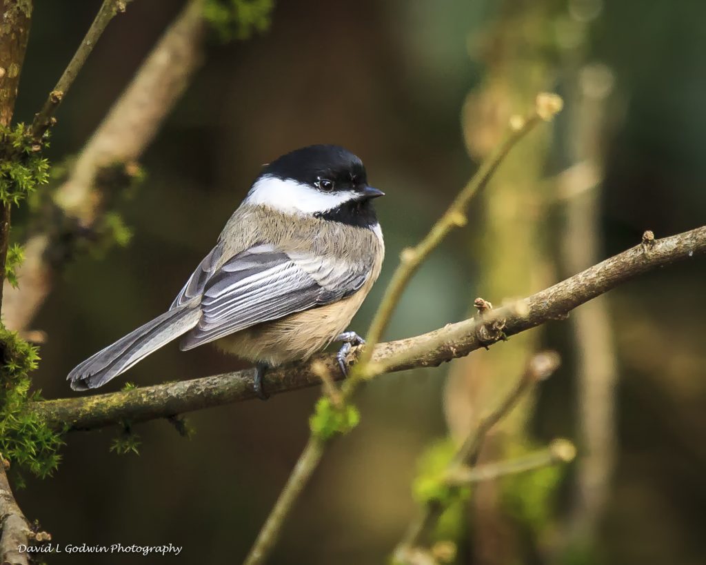 Black Capped Chickadee - David L Godwin Photography