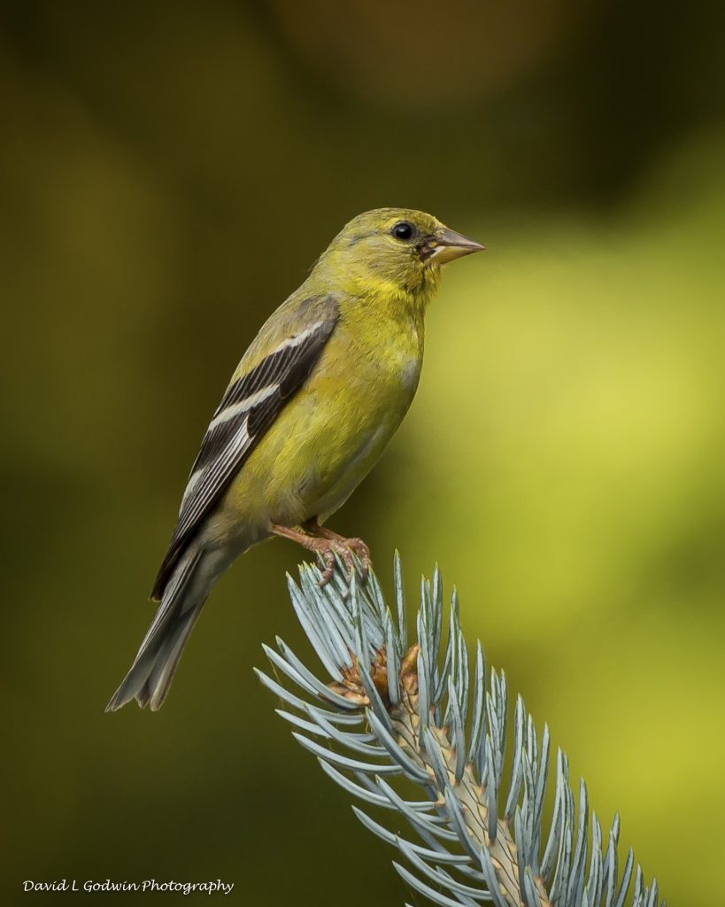 Female Gold Finch - David L Godwin Photography