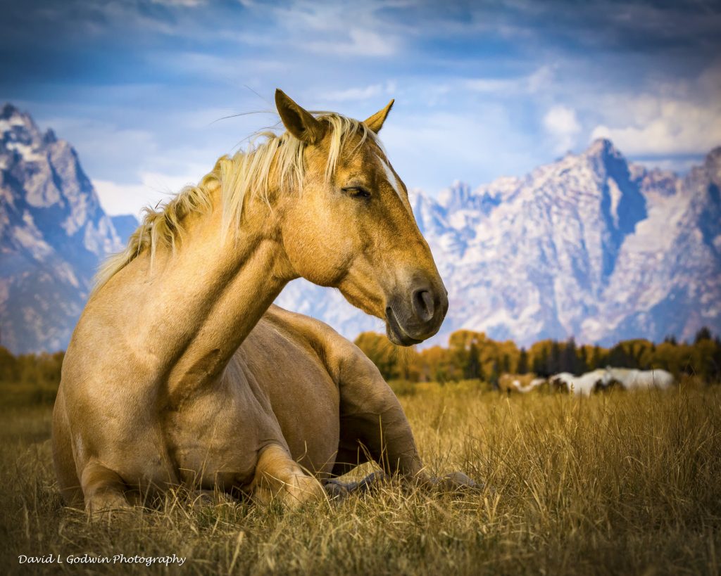 Horse Resting in the Tetons - David L Godwin Photography